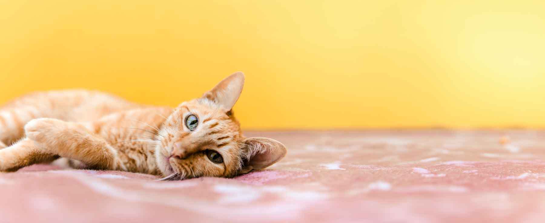 Home - Wharton Veterinary Clinic