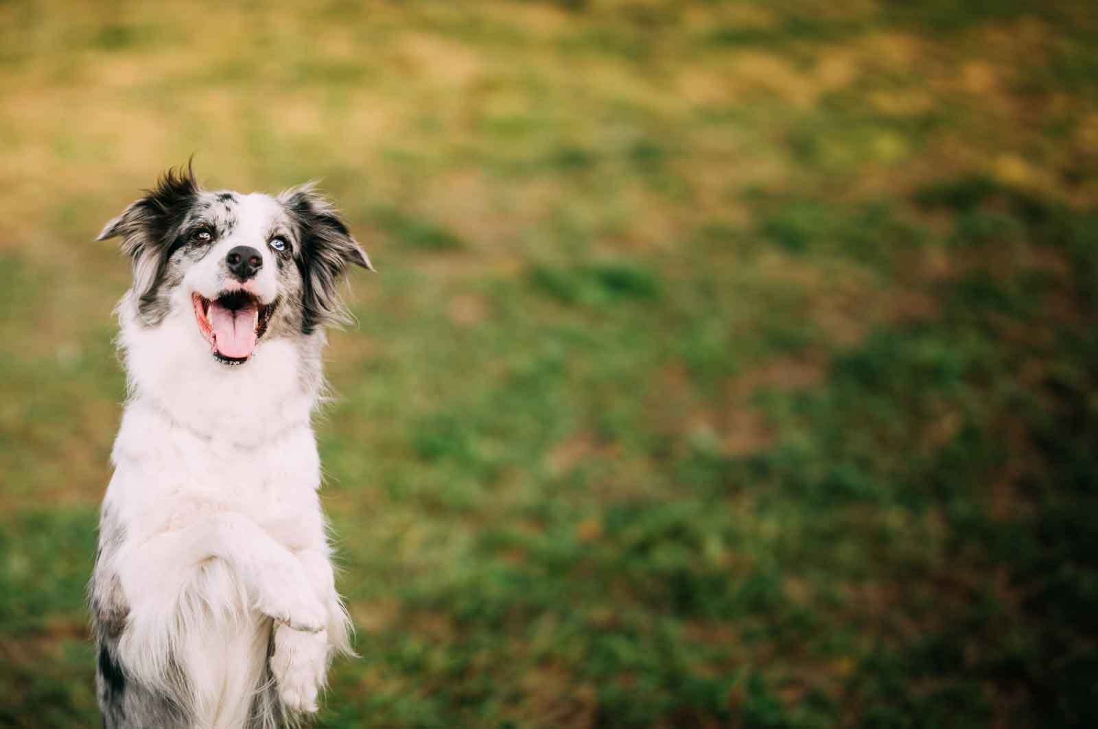 Home - Wharton Veterinary Clinic